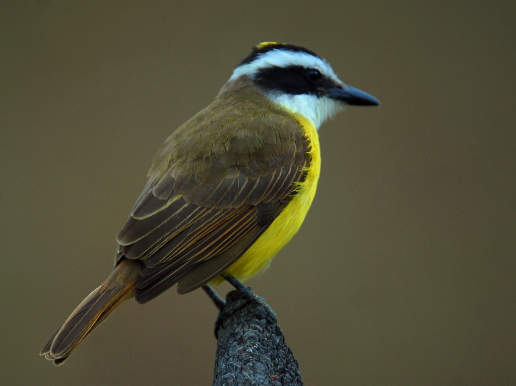 Foto bem-te-vi (Pitangus sulphuratus) Por Jürgen Meier | Wiki Aves - A ...