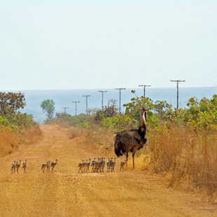 Rheidae | WikiAves - A Enciclopédia das Aves do Brasil