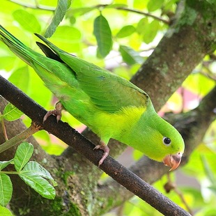 periquito-rico (Brotogeris tirica) | WikiAves - A Enciclopédia das Aves ...
