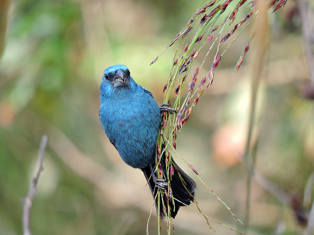 Foto azulinho (Cyanoloxia glaucocaerulea) Por Fábio Luís Mello | Wiki ...
