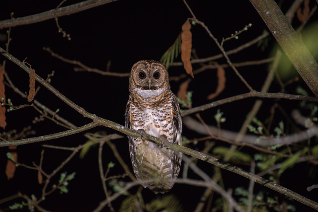 Foto coruja-listrada (Strix hylophila) Por Teka Murad Sudré | Wiki Aves ...