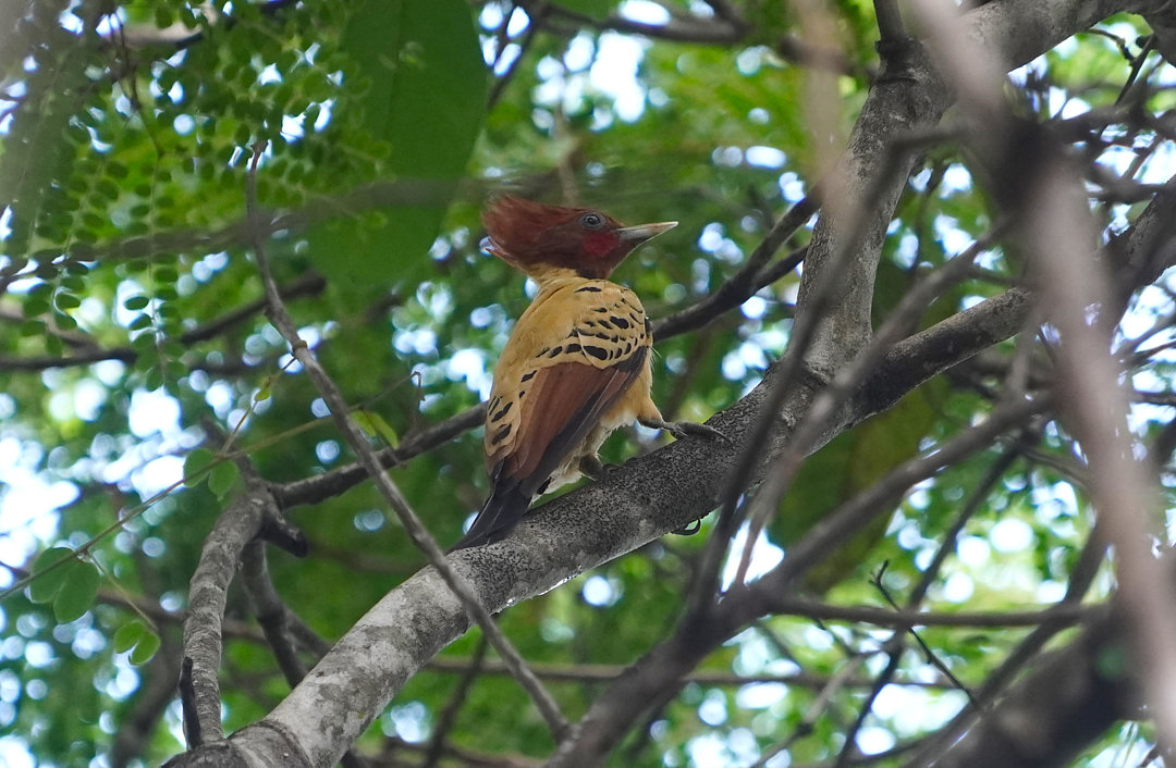 Foto pica-pau-da-taboca (Celeus obrieni) Por André Grassi-EcoBirding ...