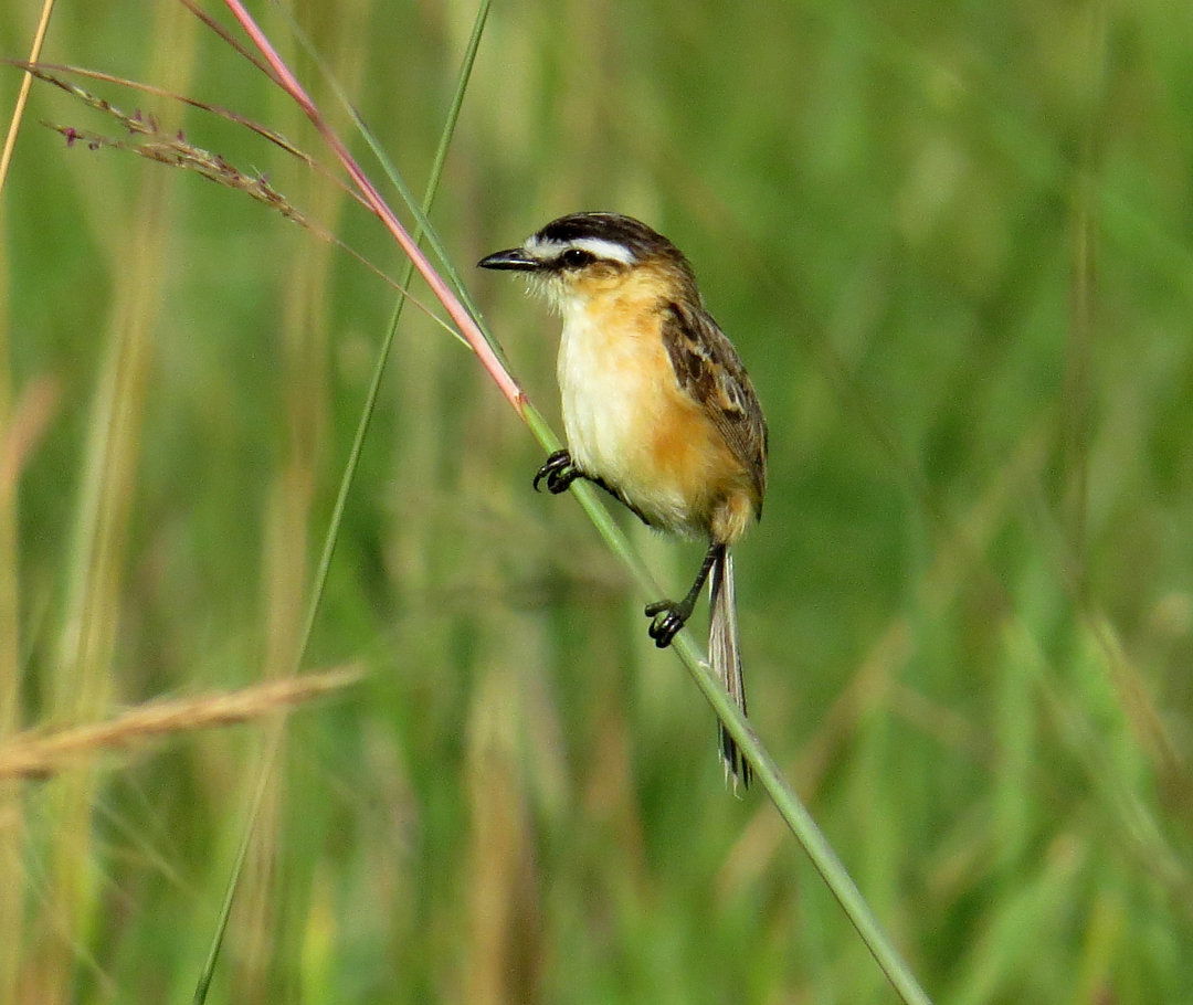 Foto papa-moscas-do-campo (Culicivora caudacuta) Por Eduardo Chiarani ...