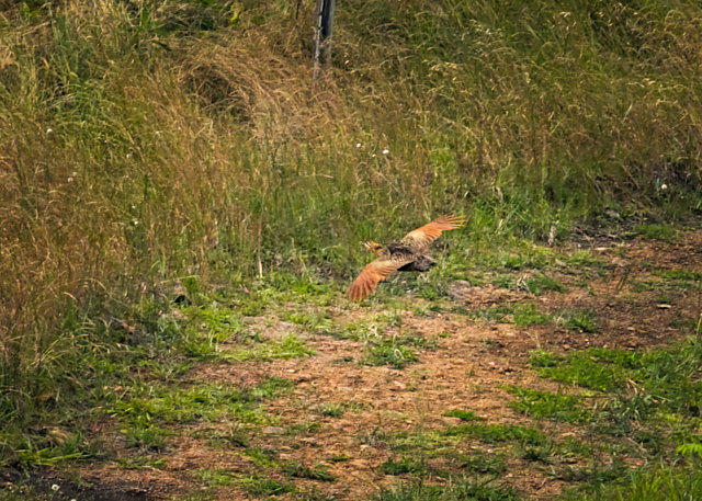 Foto perdiz (Rhynchotus rufescens) Por Marcia Tavares | Wiki Aves - A ...