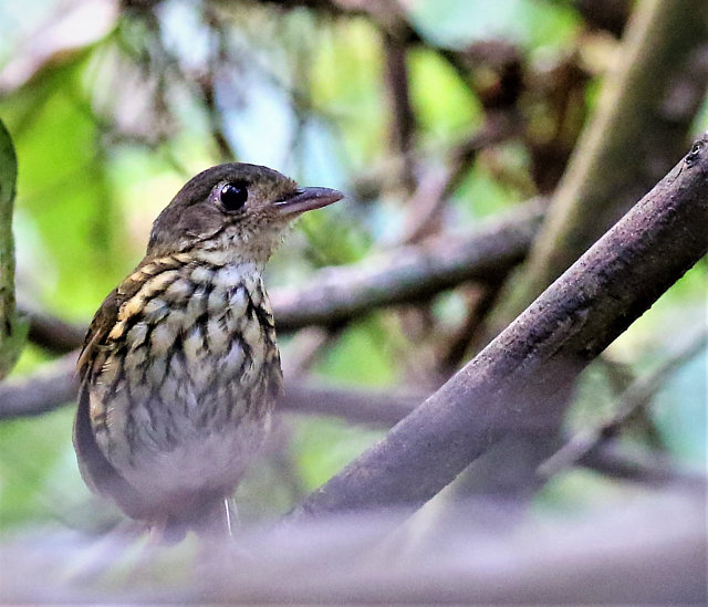 Foto torom-torom (Myrmothera berlepschi) Por Jose Raeder | Wiki Aves ...