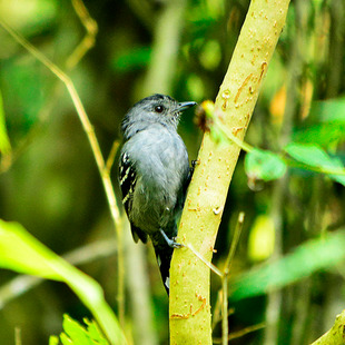 choca-de-sooretama (Thamnophilus ambiguus) | WikiAves - A Enciclopédia ...