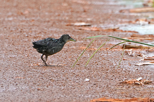 Foto sanã-carijó (Mustelirallus albicollis) Por Christopher Borges ...