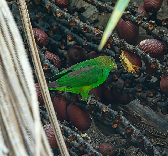 Foto apuim-de-costas-azuis (Touit purpuratus) Por Fabyano Costa | Wiki ...