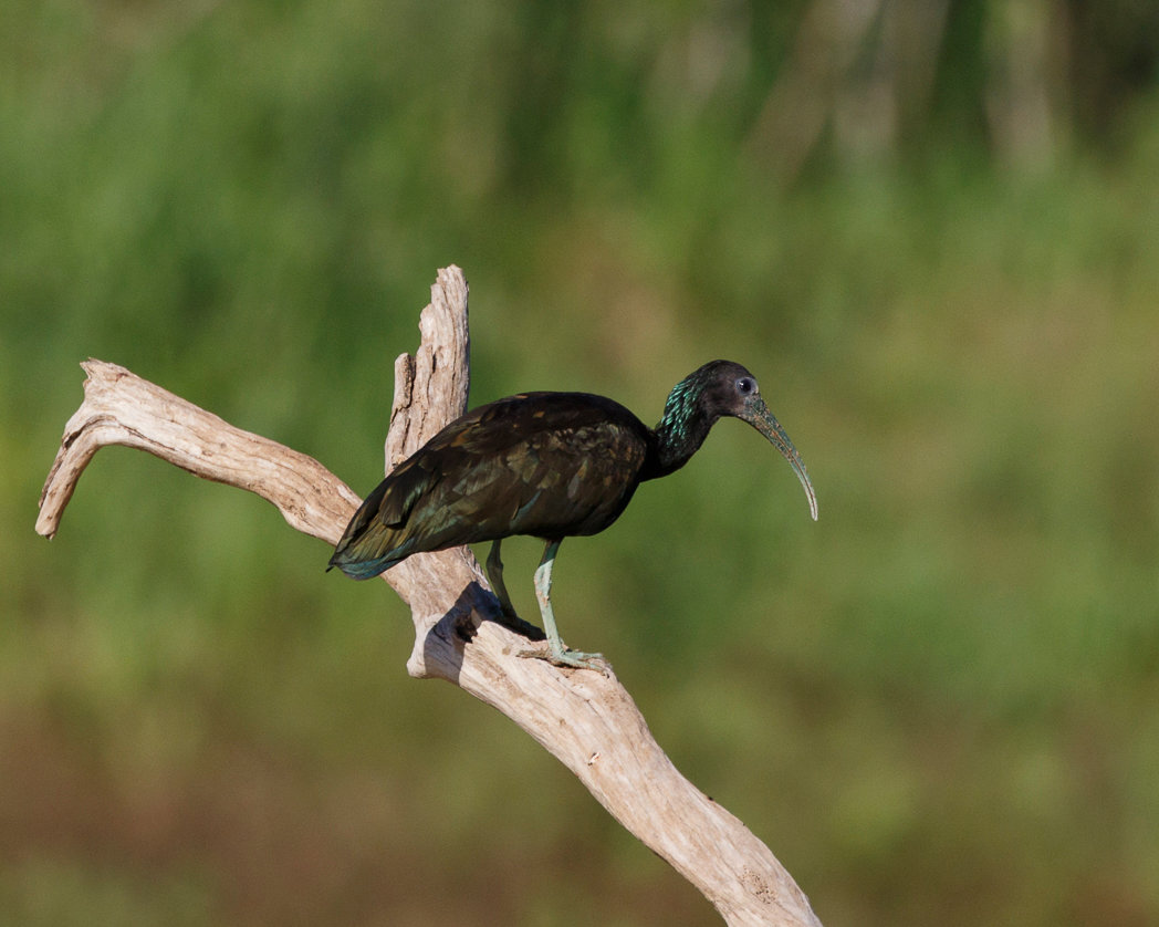 Foto coró-coró (Mesembrinibis cayennensis) Por Silvia Faustino Linhares ...