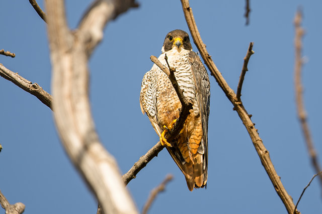 Foto falcão-peregrino (Falco peregrinus) Por Moisés R. Silva | Wiki ...