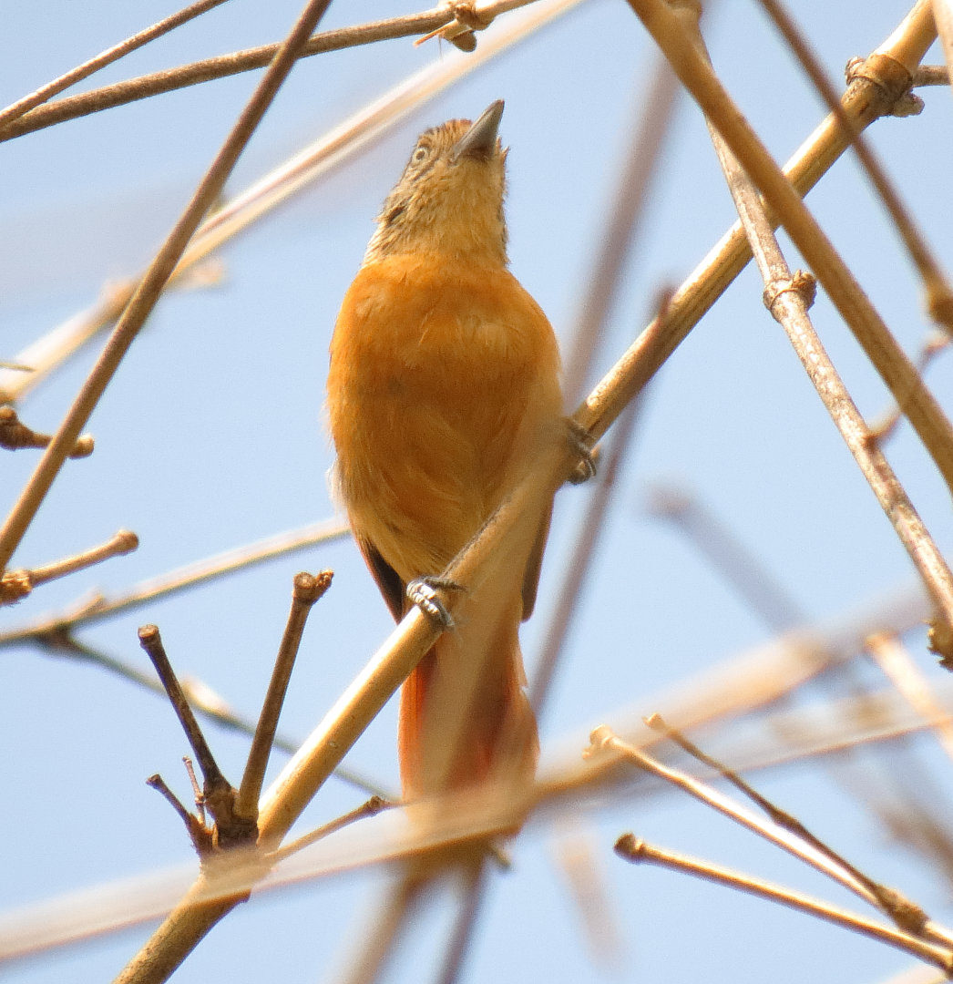 Foto choca-barrada (Thamnophilus doliatus) Por Ivo Zecchin | Wiki Aves ...