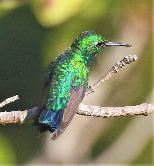 Foto esmeralda-de-cauda-azul (Chlorostilbon mellisugus) Por Mats ...