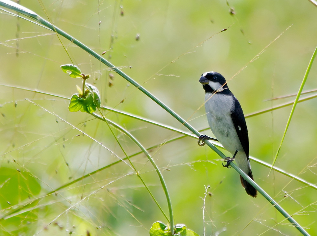 Foto bigodinho (Sporophila lineola) Por Marcelo Camacho | Wiki Aves - A ...