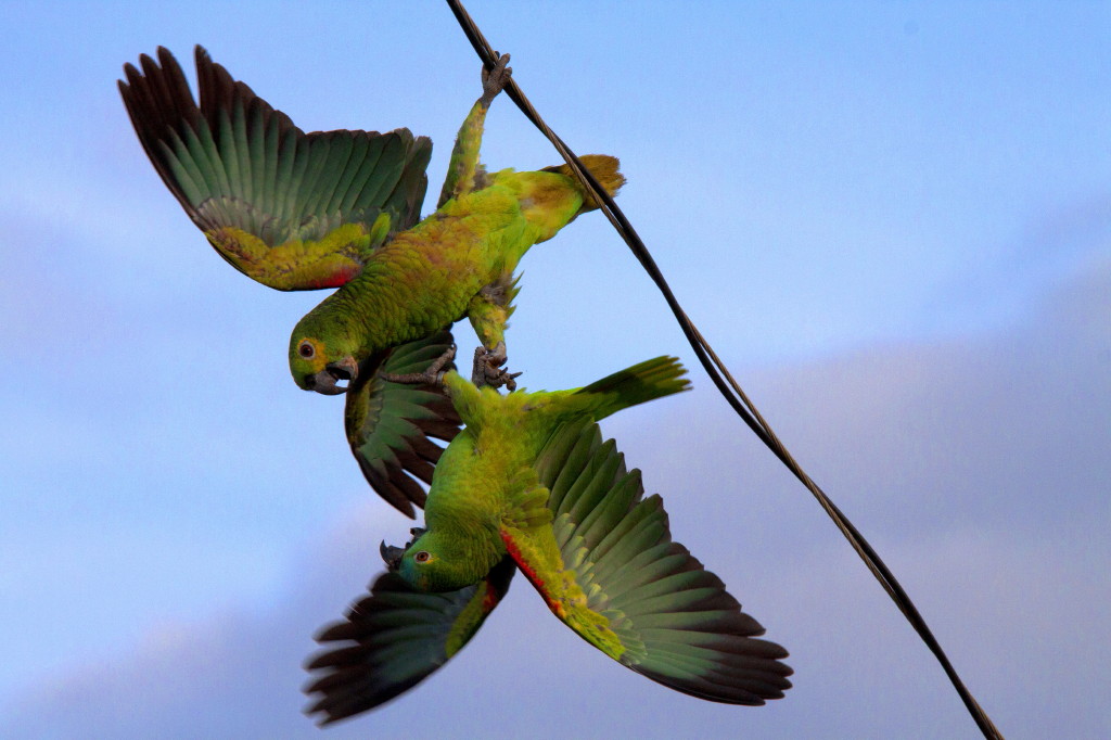 Foto papagaio-verdadeiro (Amazona aestiva) Por Ricardo Q. T. Rodrigues ...