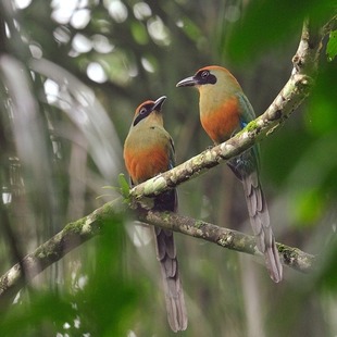 Momotidae | WikiAves - A Enciclopédia das Aves do Brasil