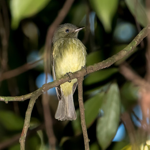 fruxu-baiano (Neopelma aurifrons) | WikiAves - A Enciclopédia das Aves ...
