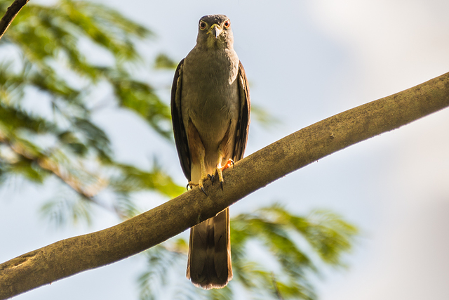 Foto gavião-bombachinha (Harpagus diodon) Por Nina Wenóli | Wiki Aves ...