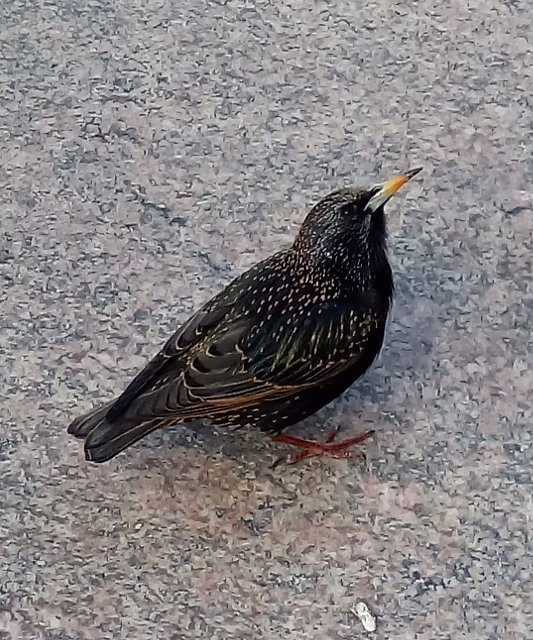 Foto estorninho (Sturnus vulgaris) Por Ricardo V. Rodrigues | Wiki Aves ...