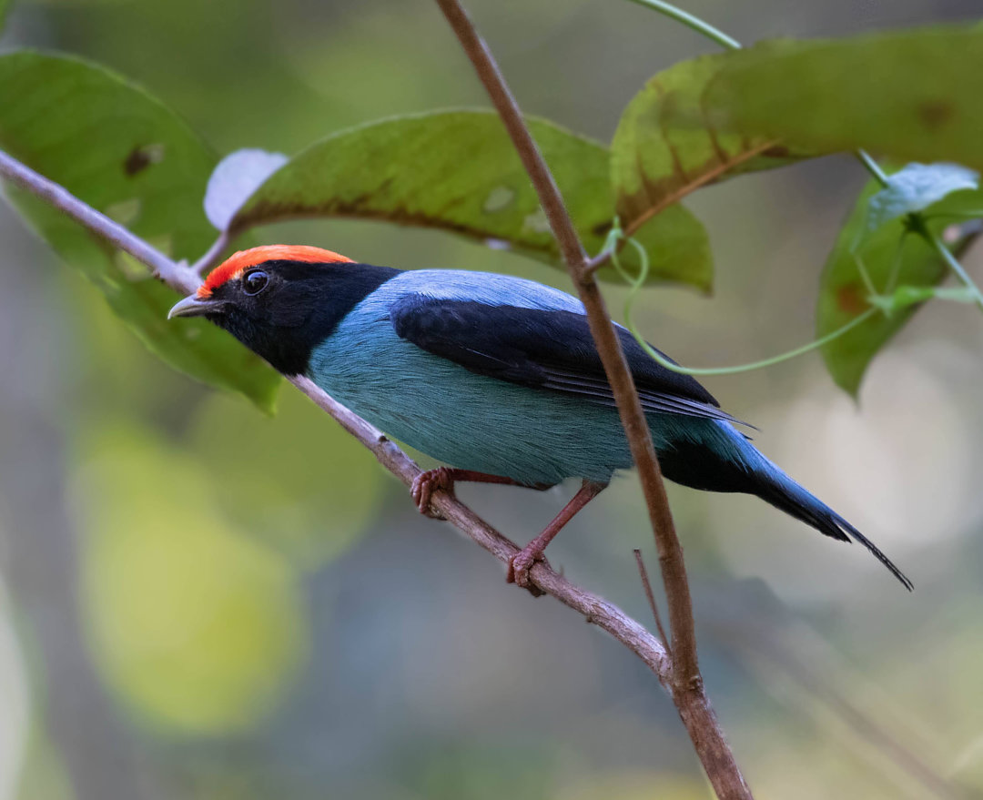 Foto tangará (Chiroxiphia caudata) Por Miguel Veronez | Wiki Aves - A ...