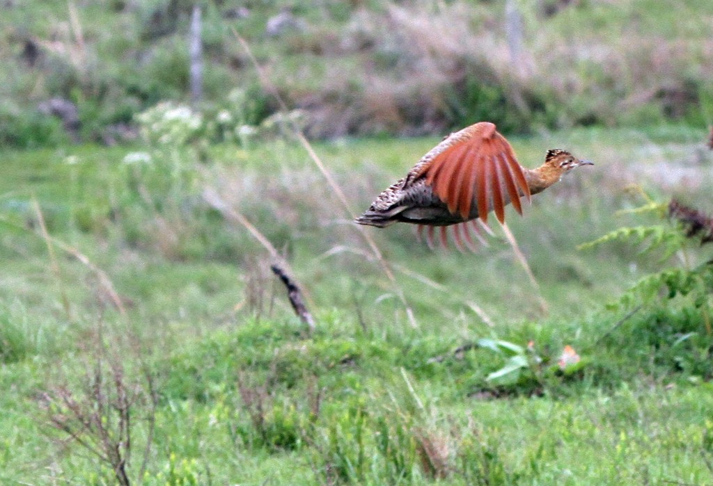 Foto perdiz (Rhynchotus rufescens) Por José Branco | Wiki Aves - A ...