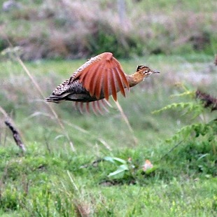 perdiz (Rhynchotus rufescens) | WikiAves - A Enciclopédia das Aves do ...