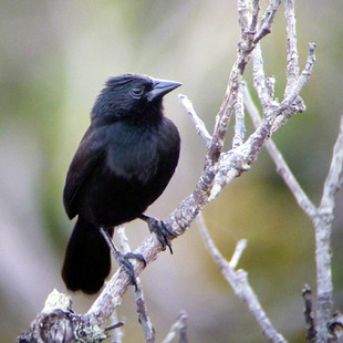 anumará (Anumara forbesi) | WikiAves - A Enciclopédia das Aves do Brasil
