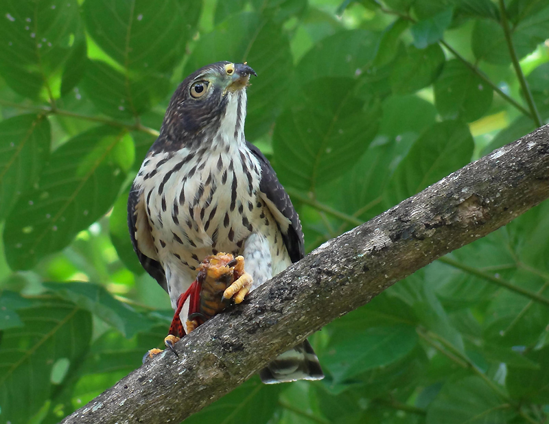 Foto gavião-ripina (Harpagus bidentatus) Por Luis Vargas | Wiki Aves ...