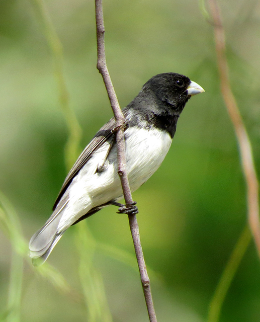 Foto papa-capim-de-costas-cinza (Sporophila ardesiaca) Por Claudia ...