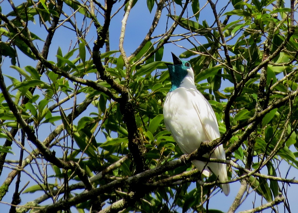 Foto araponga (Procnias nudicollis) Por Marcio Varchaki | Wiki Aves - A ...