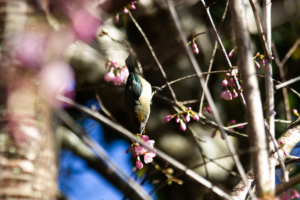 Foto saíra-amarela (Stilpnia cayana) Por Alety Meireles | Wiki Aves - A ...