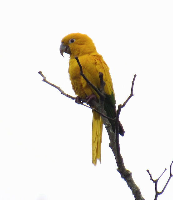 Foto ararajuba (Guaruba guarouba) Por Daniela Zumach | Wiki Aves - A ...