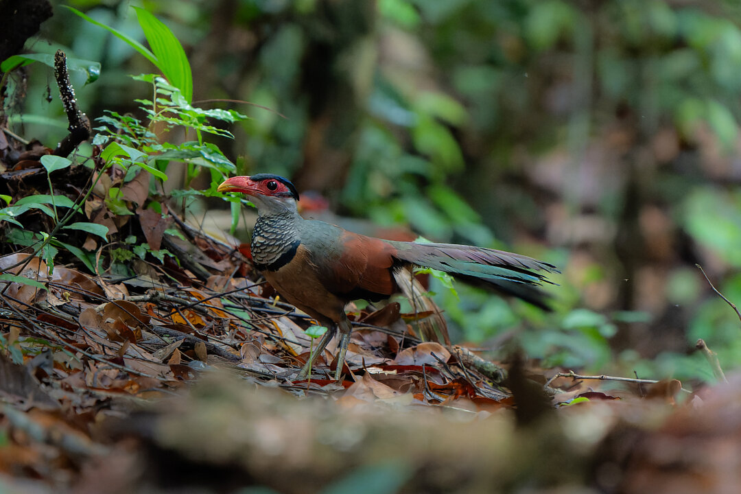 Foto jacu-estalo-de-bico-vermelho (Neomorphus pucheranii) Por Luis ...