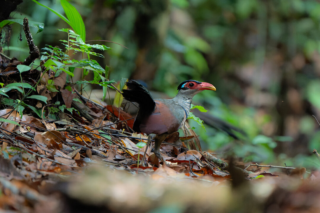 Foto jacu-estalo-de-bico-vermelho (Neomorphus pucheranii) Por Luis ...