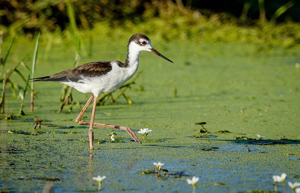 Foto pernilongo-de-costas-negras (Himantopus mexicanus) Por Vitor ...