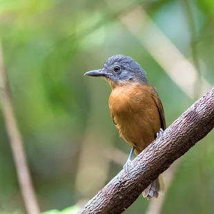 choca-preta-e-cinza (Thamnophilus nigrocinereus) | WikiAves - A ...