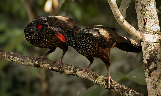 Foto jacuguaçu (Penelope obscura) Por Aline da Hora | Wiki Aves - A ...