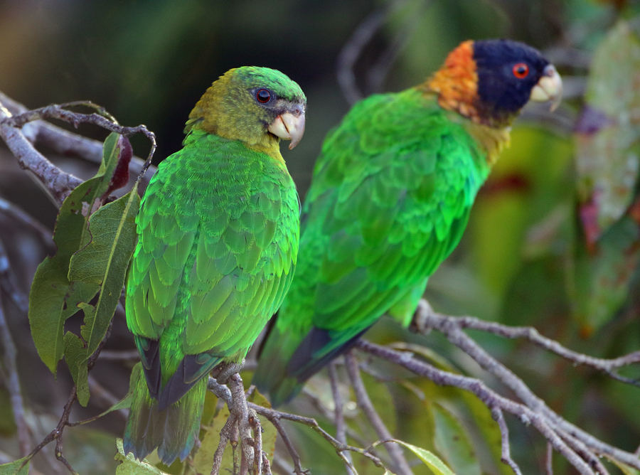 Foto curica-de-chapéu-preto (Pyrilia caica) Por Anselmo d`Affonseca ...