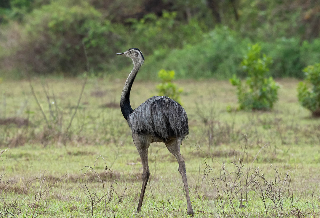 Foto ema (Rhea americana) Por Antonio Gutierrez | Wiki Aves - A ...