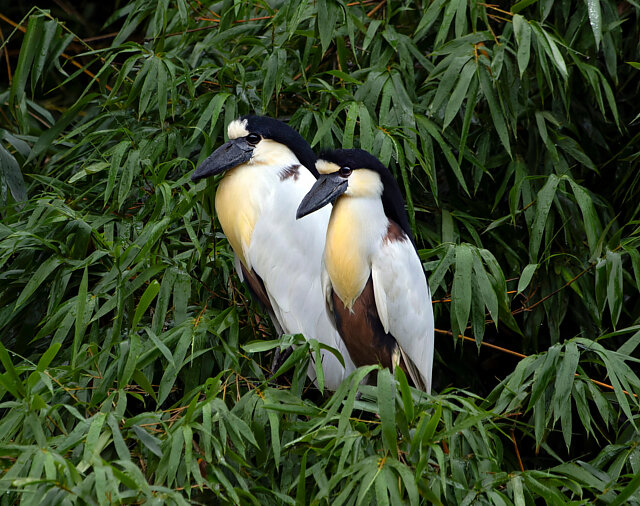 Foto arapapá (Cochlearius cochlearius) Por Carlos Vieira. | Wiki Aves ...