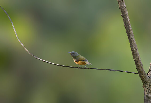 Foto abre-asa-de-cabeça-cinza (Mionectes rufiventris) Por Dado Cherem ...