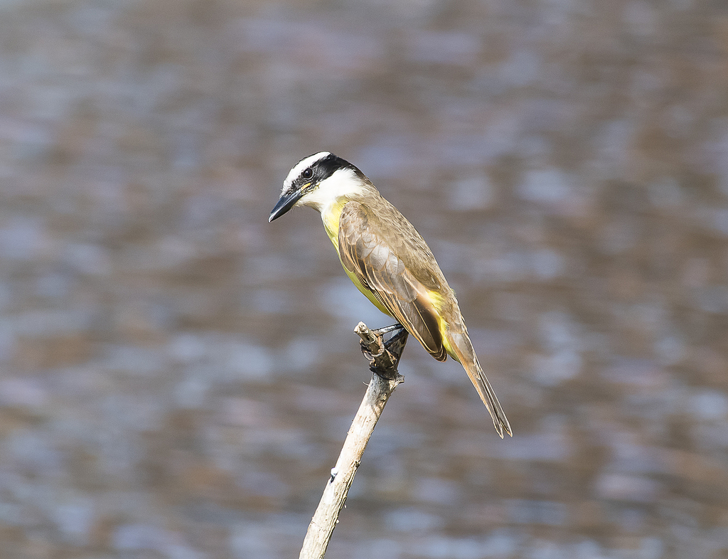 Foto bem-te-vi (Pitangus sulphuratus) Por Luiz Bravo | Wiki Aves - A ...