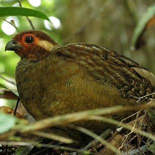 uru-corcovado (Odontophorus gujanensis) | WikiAves - A Enciclopédia das ...