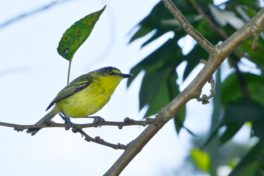Foto teque-teque (Todirostrum poliocephalum) Por Maria Jucá | Wiki Aves ...