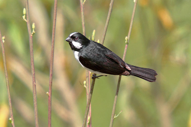 Foto bigodinho (Sporophila lineola) Por Roberto Gallacci | Wiki Aves ...