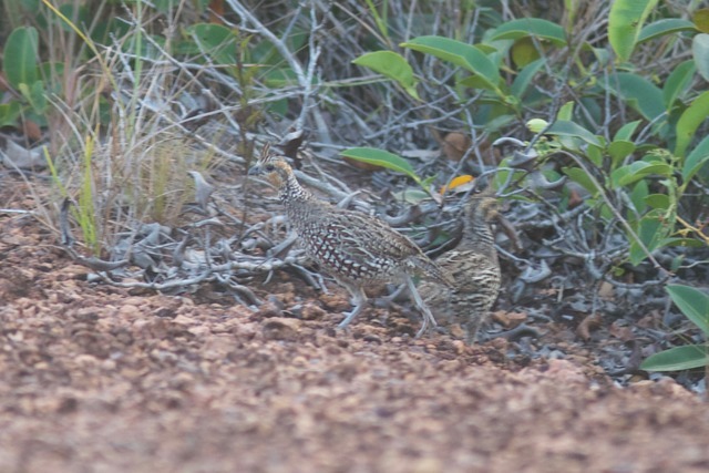 uru-do-campo (Colinus cristatus) | WikiAves - A Enciclopédia das Aves ...