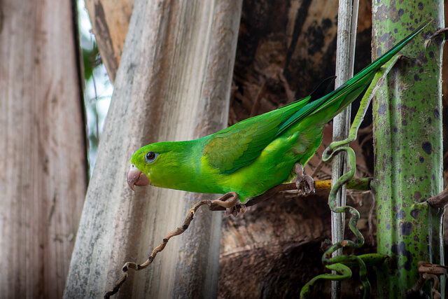 Foto periquito-rico (Brotogeris tirica) Por Enéas G. Junior | Wiki Aves ...