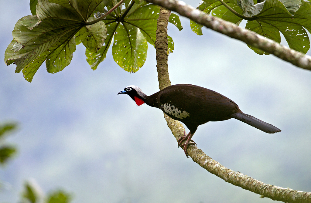 Foto jacutinga (Aburria jacutinga) Por Ciro Albano | Wiki Aves - A ...