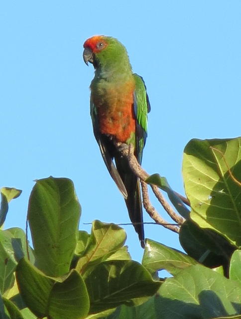 Foto jandaia-de-testa-vermelha (Aratinga auricapillus) Por Alan Souza ...