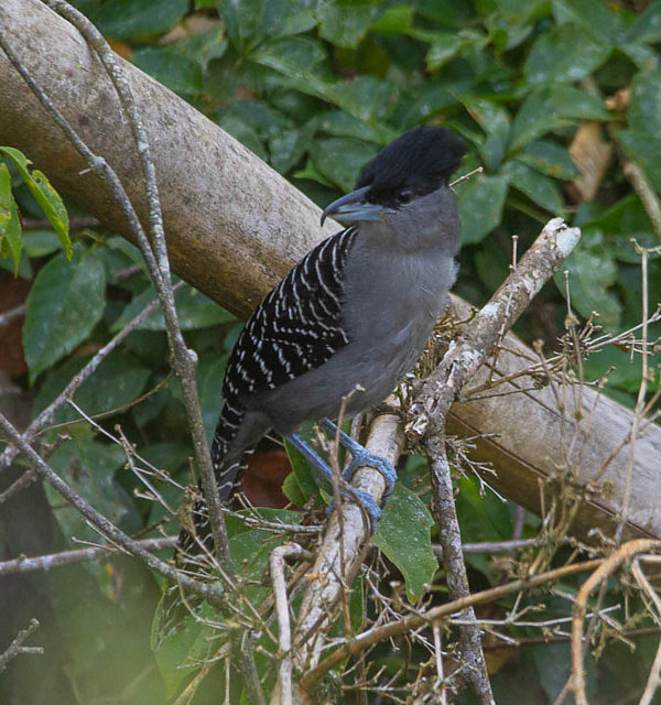 Foto matracão (Batara cinerea) Por Roberto de Oliveira Silva | Wiki ...