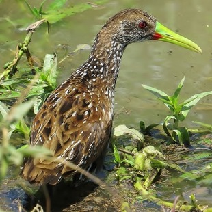 saracura-carijó (Pardirallus maculatus) | WikiAves - A Enciclopédia das ...